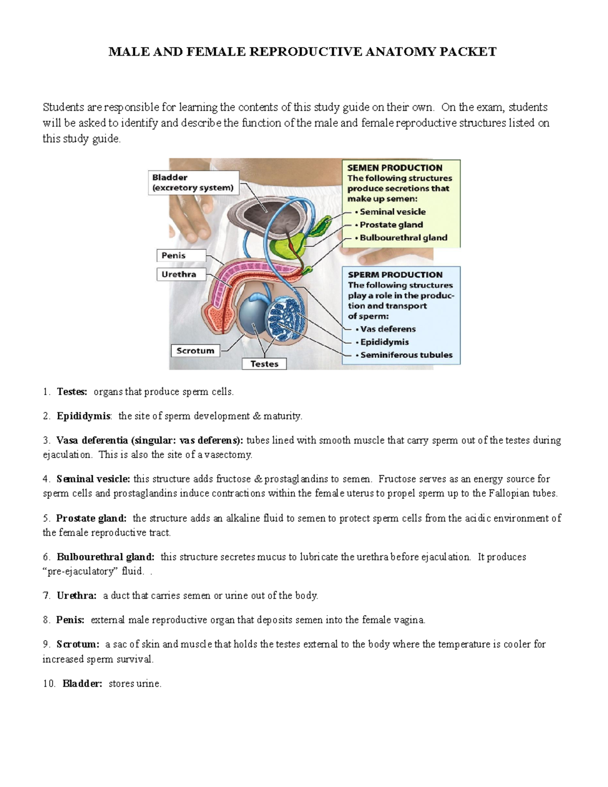 Reproductive anatomy study guide and lecture notes - MALE AND FEMALE ...