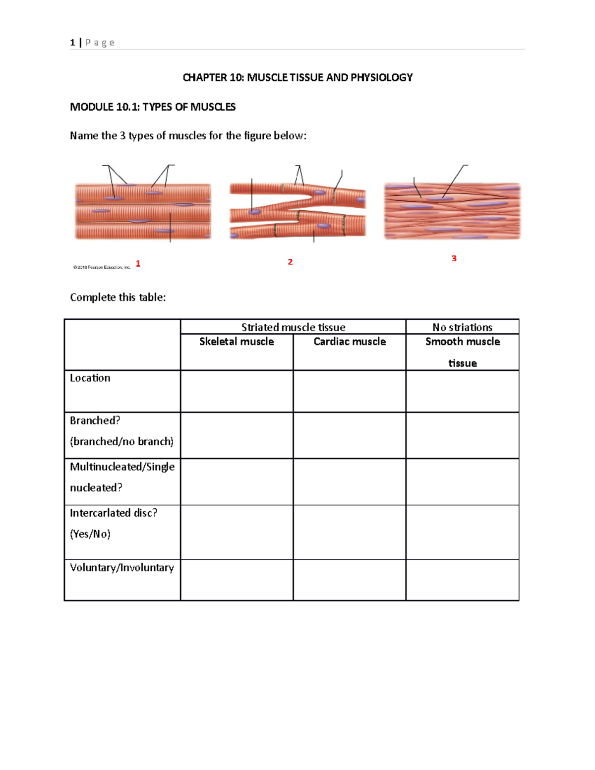 Chapter 10 Worksheet-3 - CHAPTER 10: MUSCLE TISSUE AND PHYSIOLOGY ...