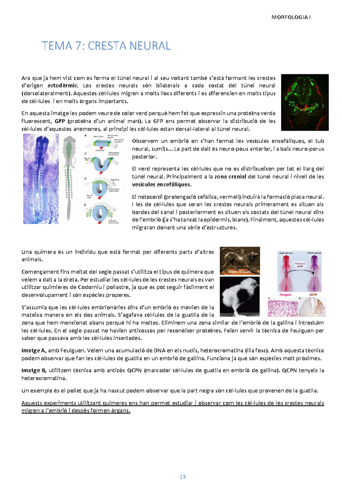 Embriologia t 7 cresta neural - 19 MORFOLOGIA I TEMA 7: CRESTA NEURAL ...