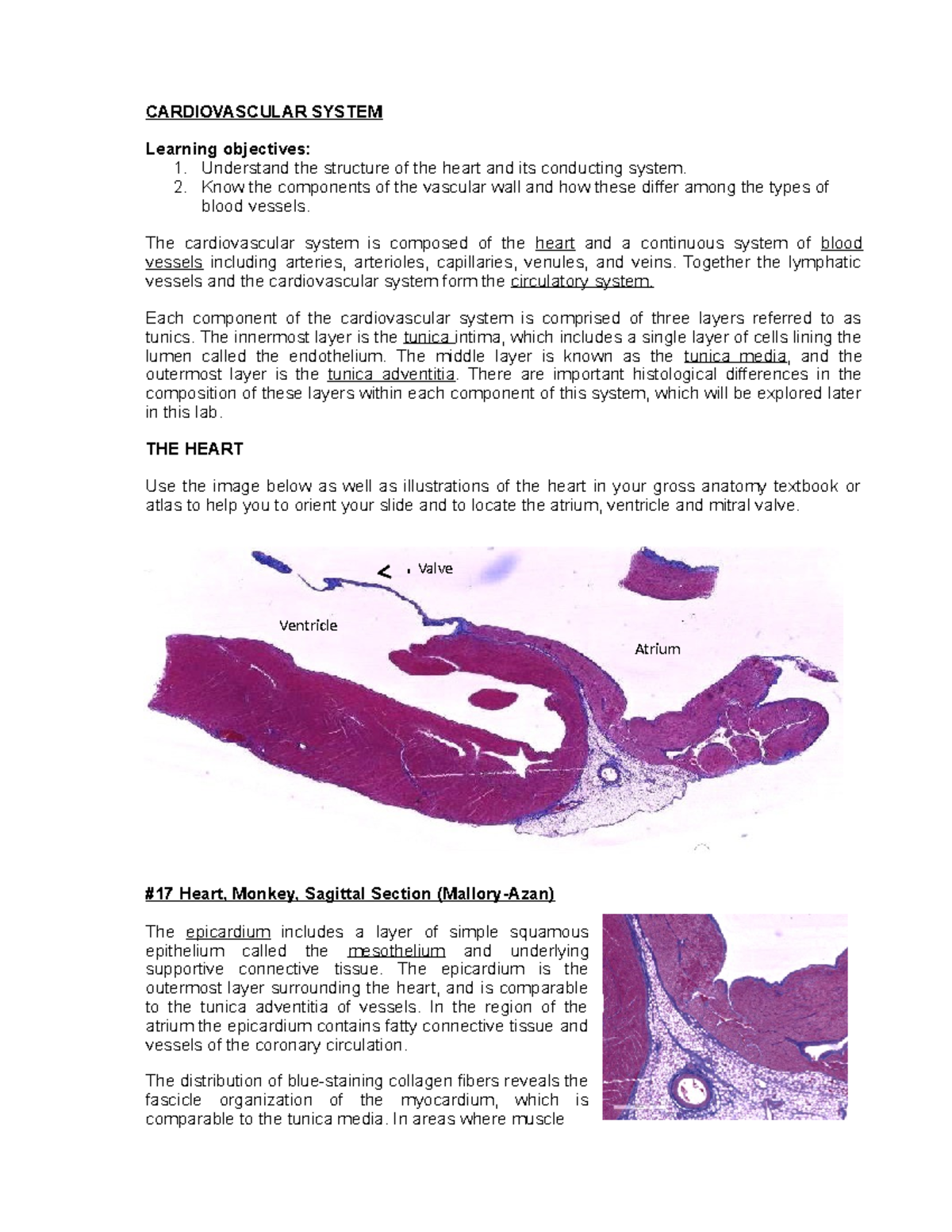 Cardiovascular - For biology students - Valve Ventricle Atrium ...