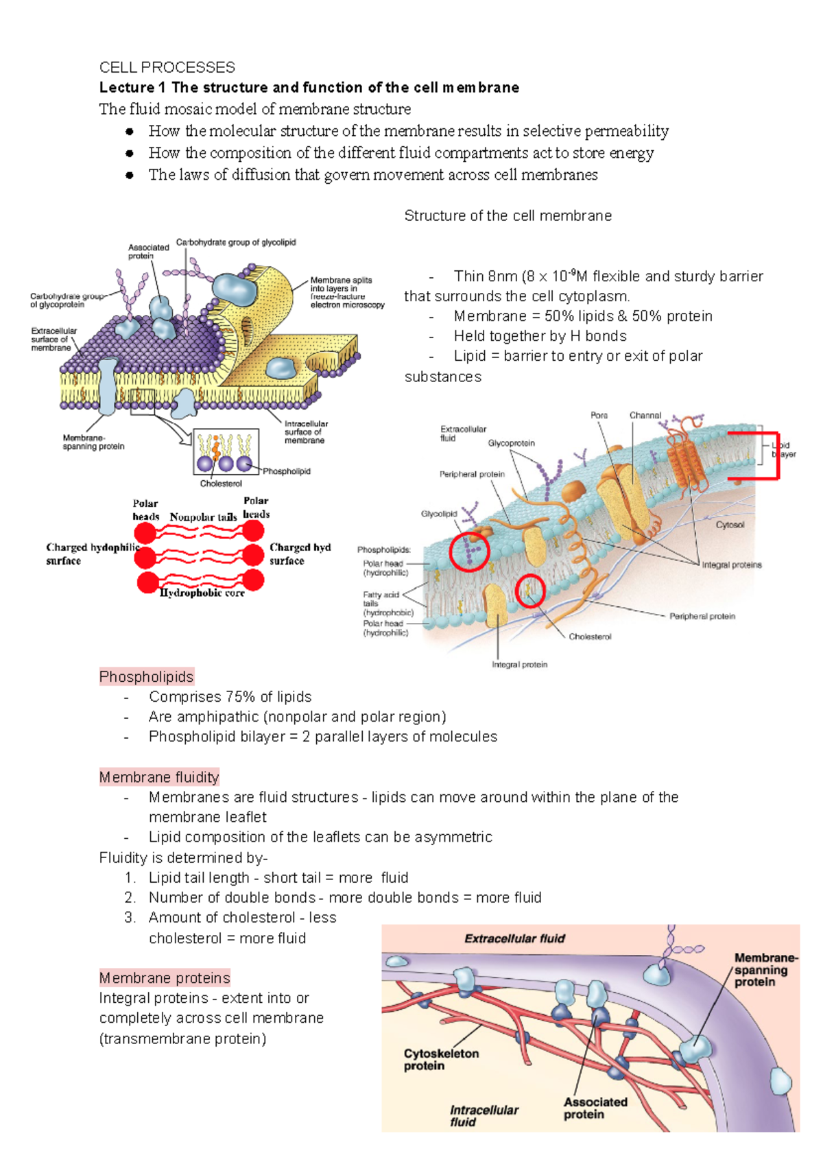 B Iosci 107 cell fucntion - CELL PROCESSES Lecture 1 The structure and ...