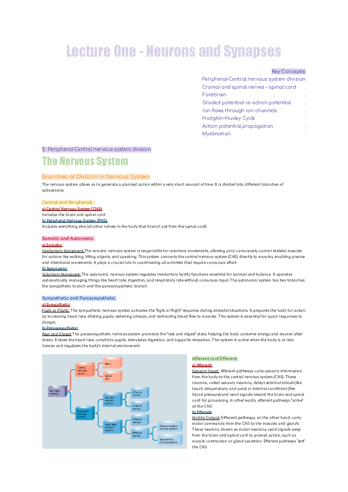 L1 - Neurons and Synapses - Google Docs - Lecture One - Neurons and Synapses Key Concepts: - Studocu