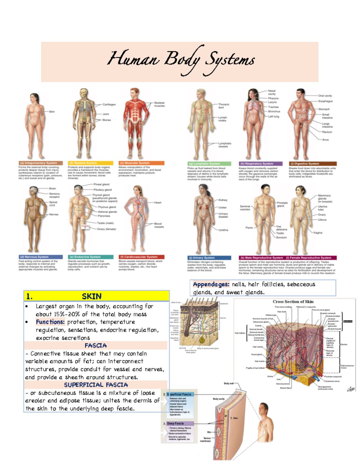 Gross Human Anatomy Human BODY Systems - Human Body Systems 1. SKIN ...