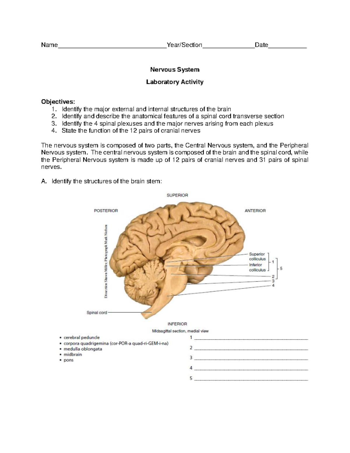 6 Nervous System - To help you study - - Studocu