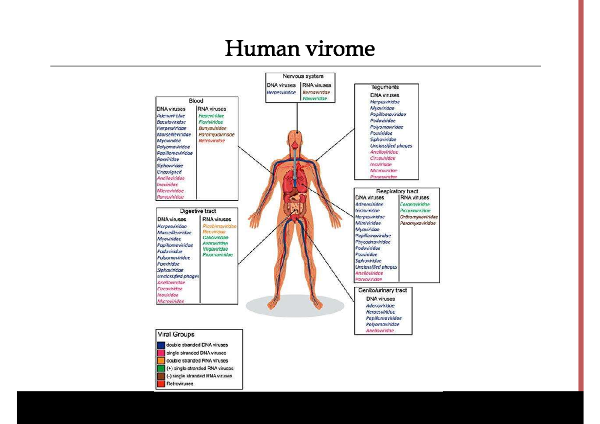 Dna and rna viruses - diagrams for microbiology - Human virome Nervous ...