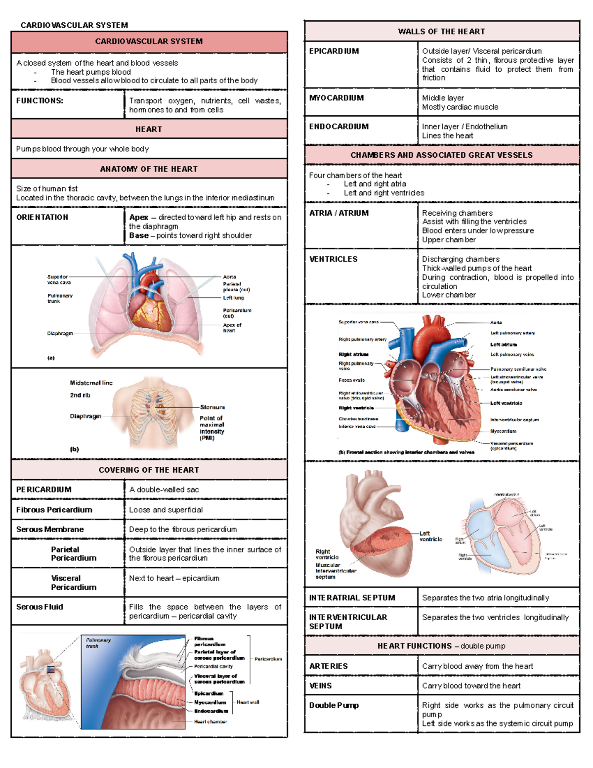Anaphy- Cardiovascular - CARDIOVASCULAR SYSTEM CARDIOVASCULAR SYSTEM A ...