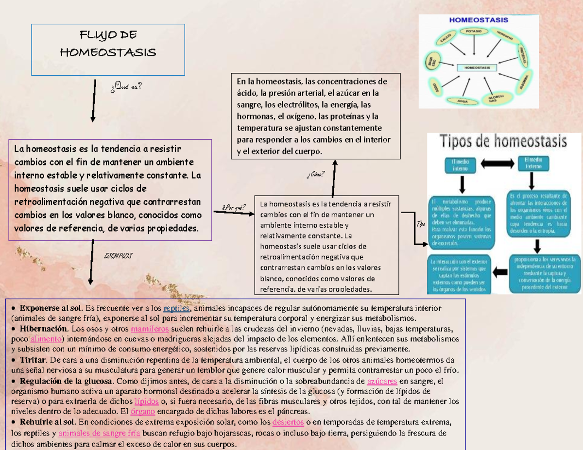 Qué es - Cuadro sinoptico(DAGRAMA) de flujo homeostasis - øQuÈ es? øCÛmo? øPor quÈ? Tipo ...