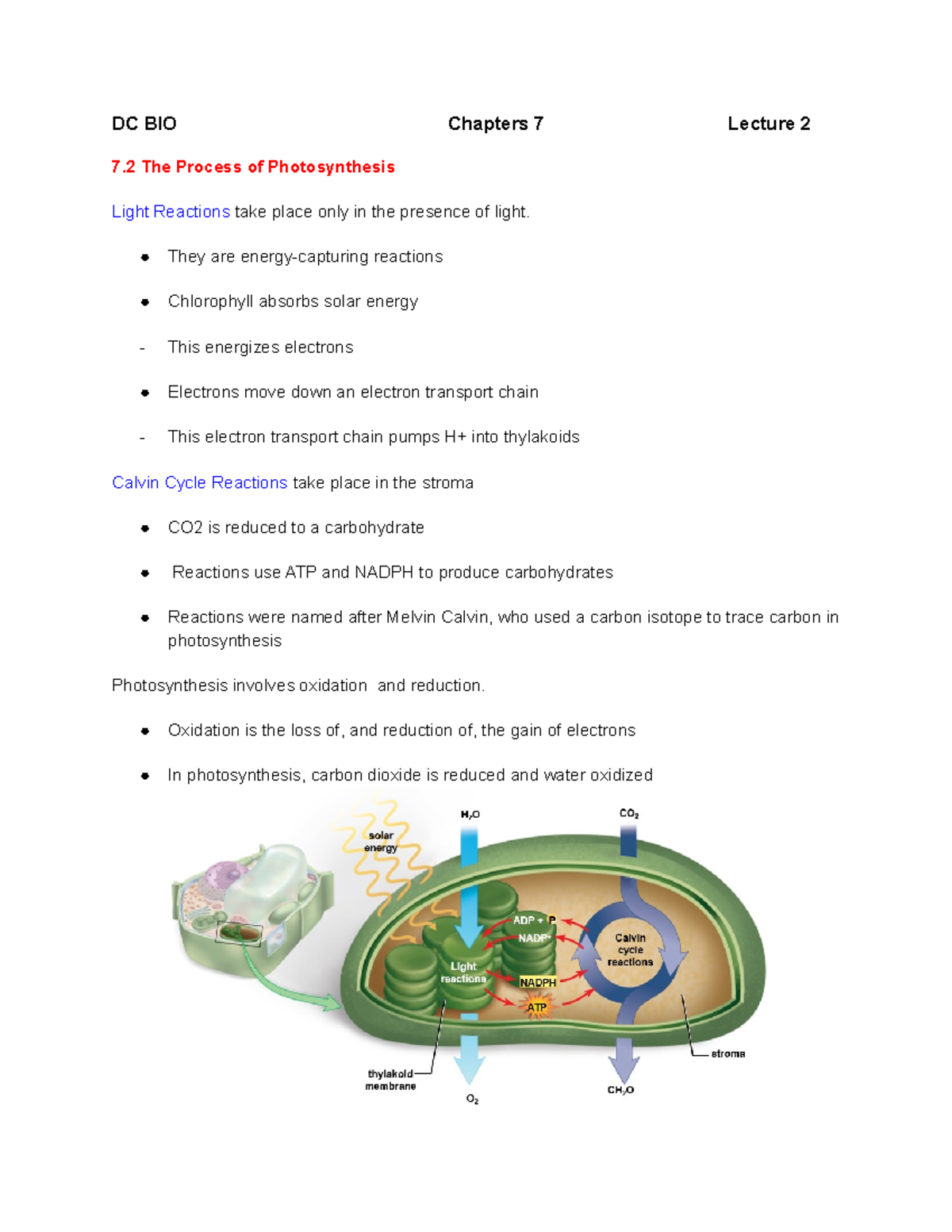 Dcbio Chapter 7 Lecture 1 - DC BIO Chapters 7 Lecture 2 7 The Process ...