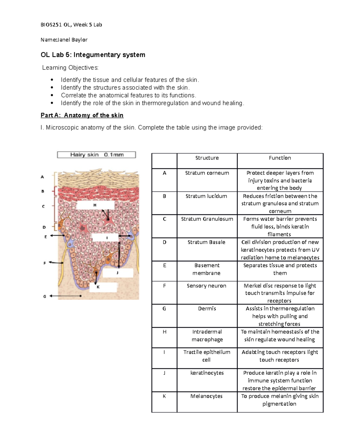 Final LABS BIOS251 Online Labs Week 5-Integumentary system lab copy ...