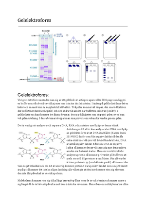fosfors kretslopp - Fosfor är ett grundämne som ingår i kvävegruppen ...