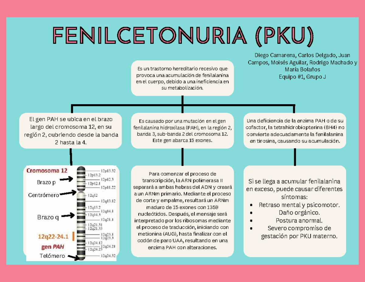 Act II.11 Gen-Locus-Cromosoma-Proteína - FENILCETONURIA (PKU)FENILCETONURIA (PKU) El gen PAH se ...