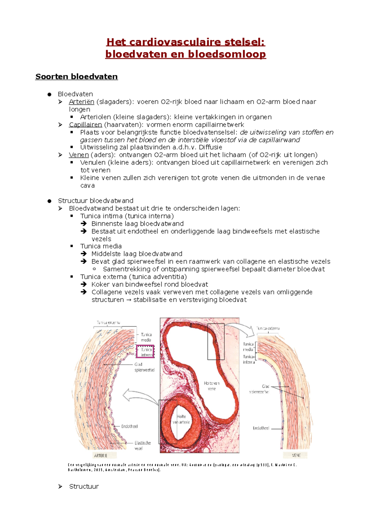 Het cardiovasculaire stelsel - bloedsomloop en bloedvaten - Het ...