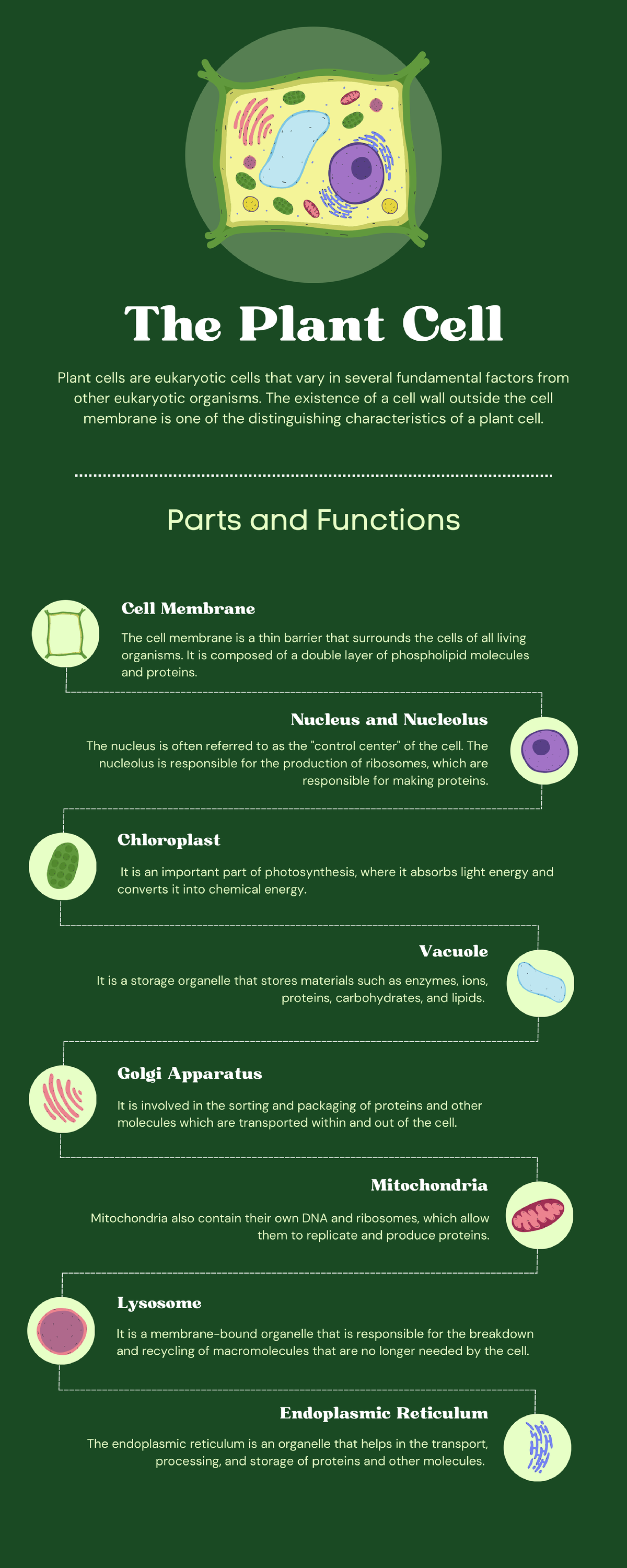 Plant Cell Infographic - AS.020.151. - Studocu