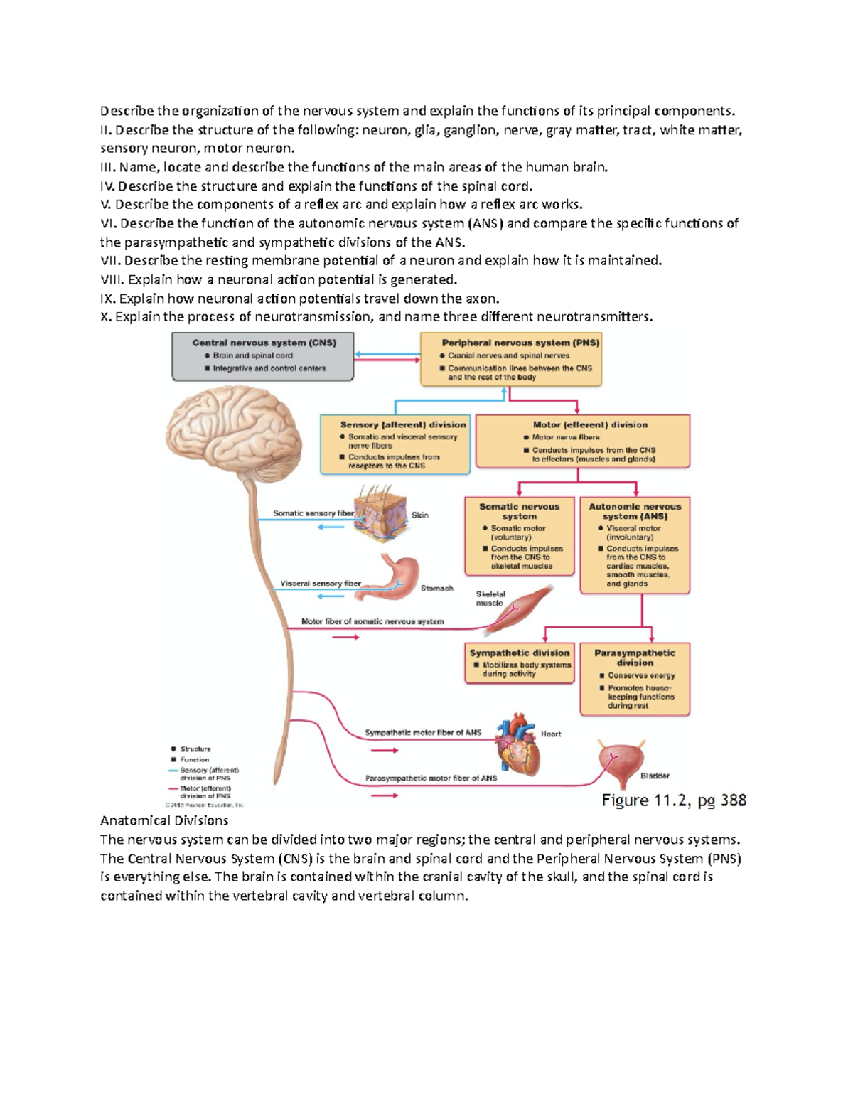 Nervous system biol1103 - Describe the organization of the nervous ...