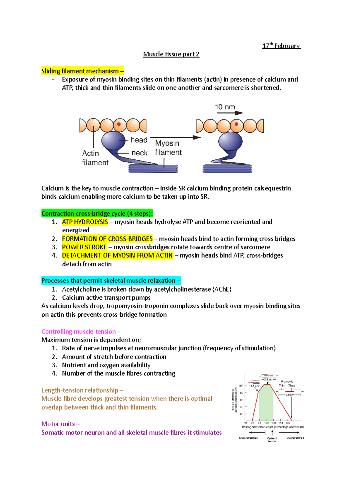 Muscle tissue part 2 - 17th February - 17 th February Muscle tissue ...