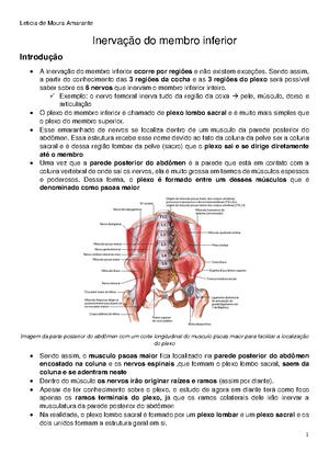 Sinal de Rovsing - O sinal de Rovsing é positivo quando um apalpamento ...