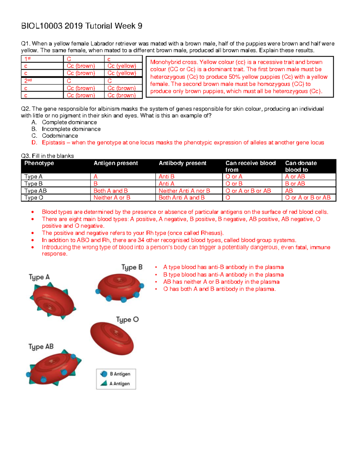 BIOL10003 2019 Tutorial Week 9 - Answers - Warning: TT: undefined function: 32 BIOL10003 2019 ...