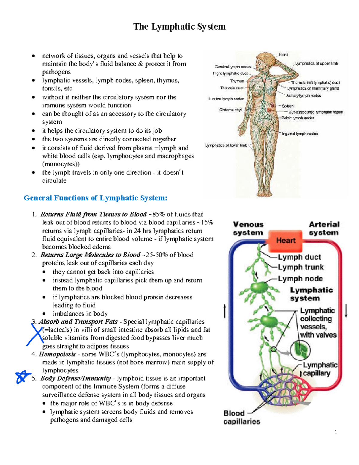 Ch 20. Lymphatic System Outline - The Lymphatic System ∑ network of ...