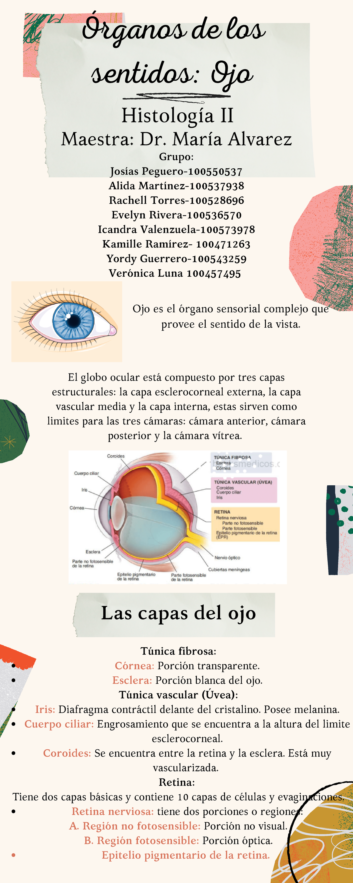 Infografía de OJO, Histología II - Órganos de los sentidos: Ojo ...
