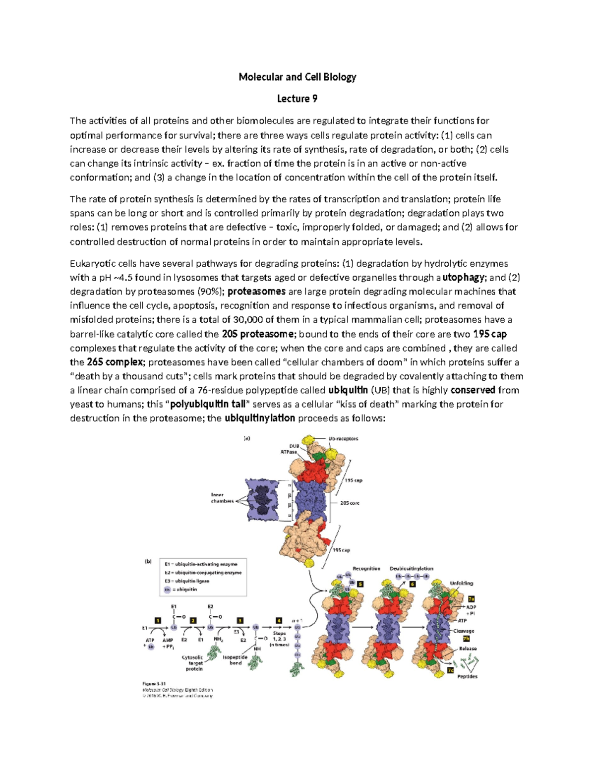 Lecture 9 - Molecular and Cell Biology Lecture 9 The activities of all ...
