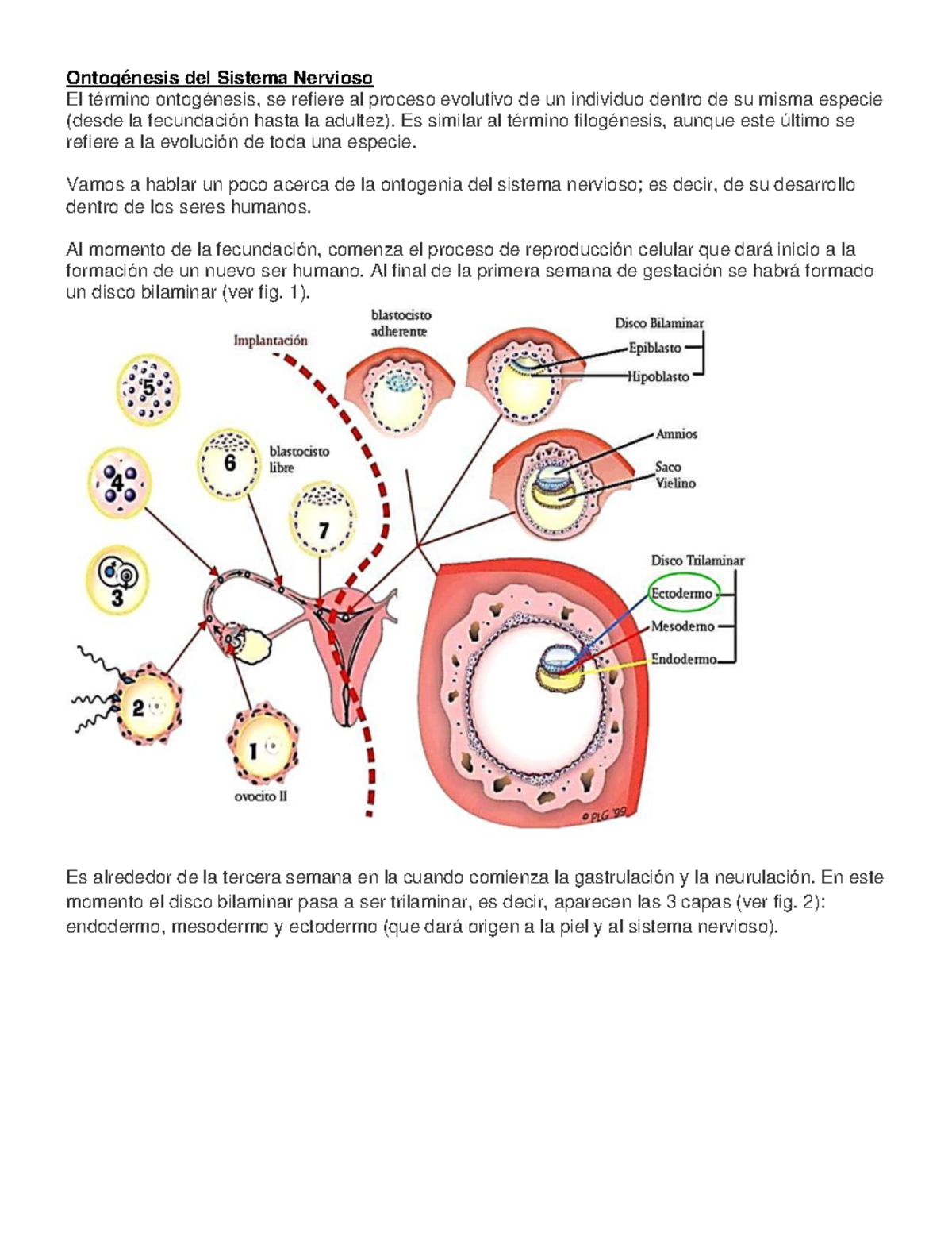 02 DOC-Ontogenesis-Del-Sistema-Nervioso - Ontogénesis del Sistema ...