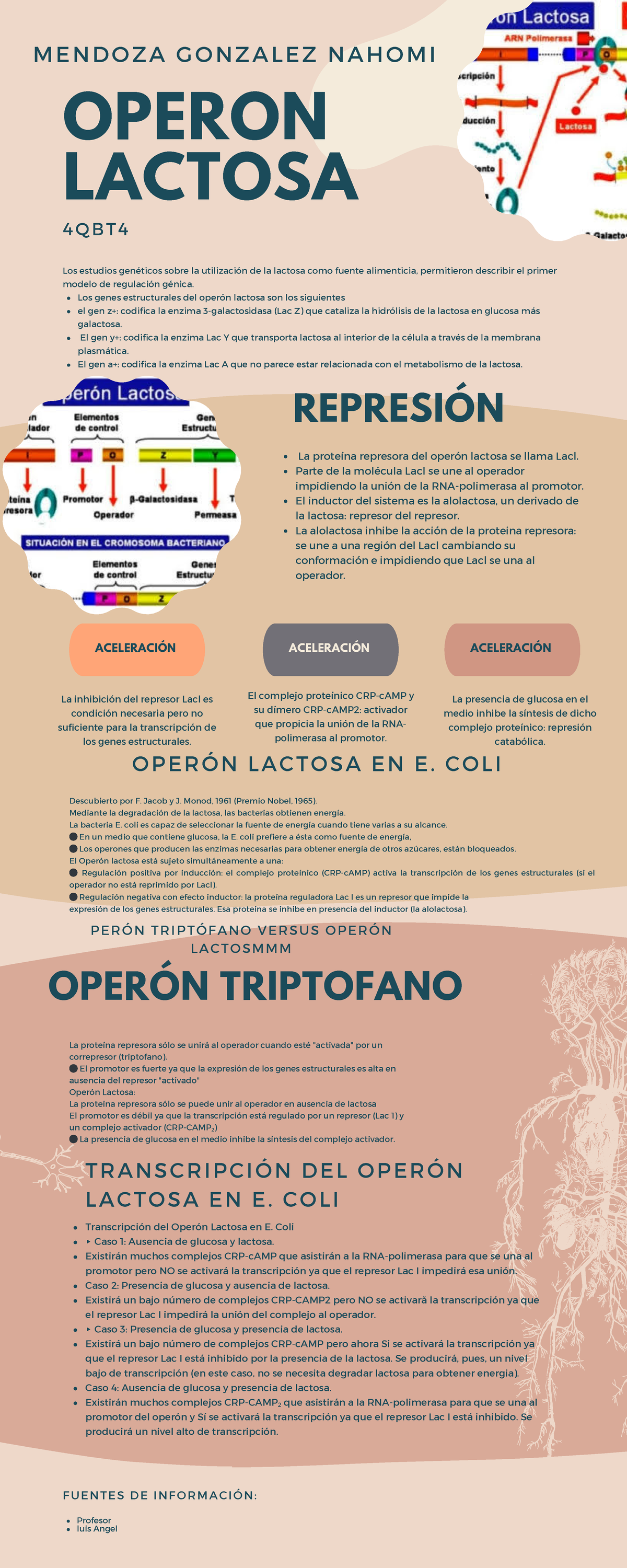 Infografia operon - OPERÓN TRIPTOFANO ACELERACIÓN ACELERACIÓN ...