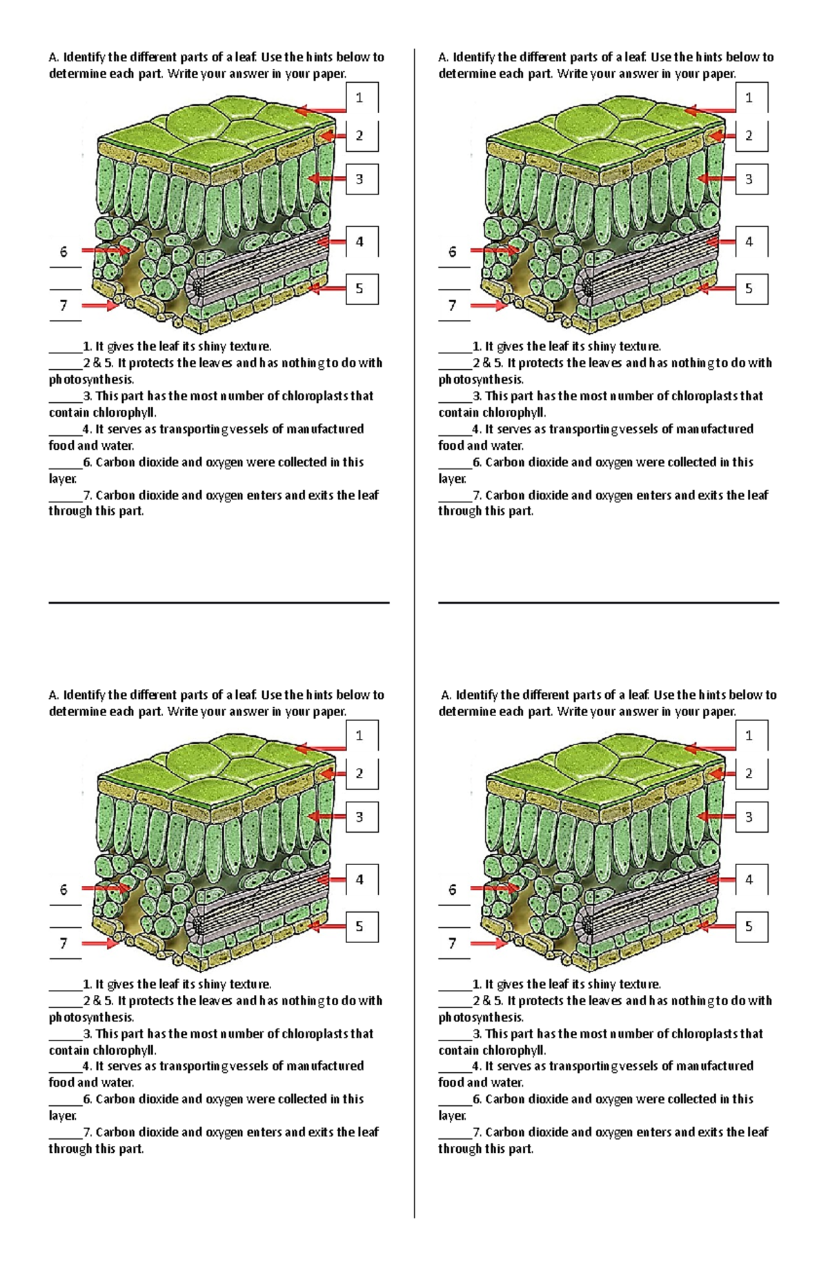 Photosynthesis Activity - A. Identify the different parts of a leaf ...
