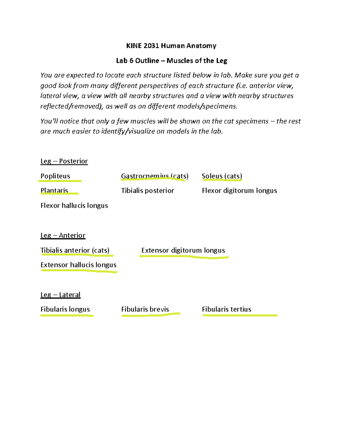 Lab 6 Outline - Muscles of the Leg - KINE 2031 Human Anatomy Lab 6 ...