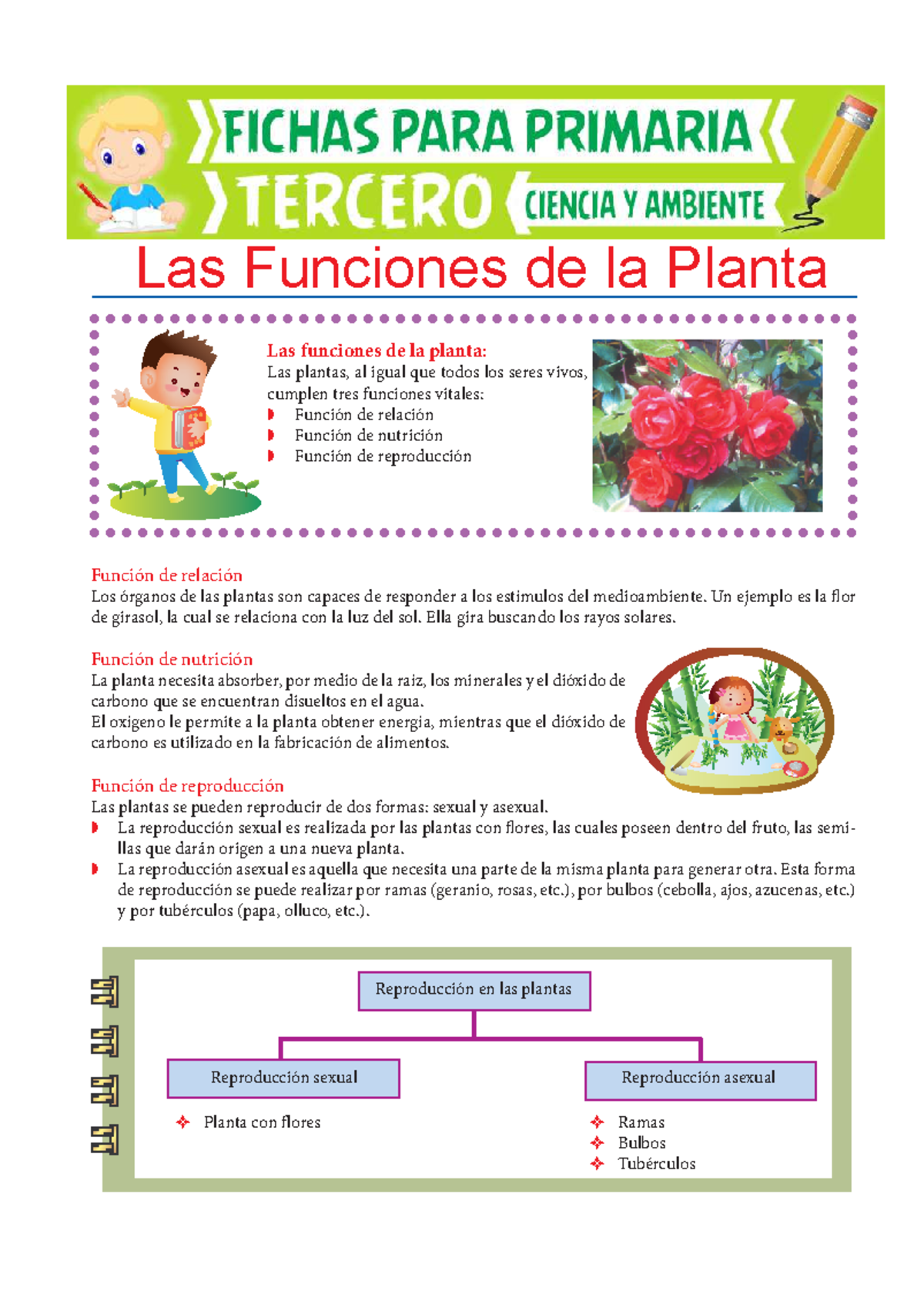 Las Funciones de la Planta para Tercero de Primaria - Las funciones de ...