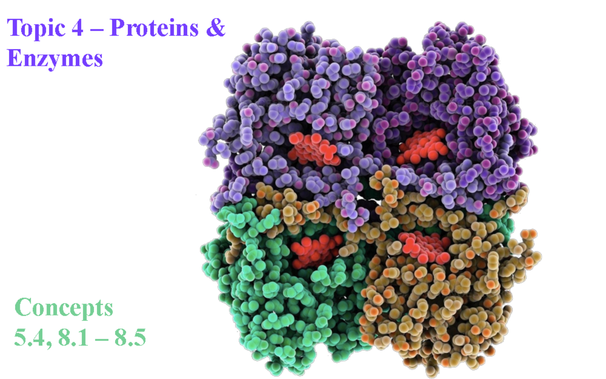 BIOL 1020 Topic 4 - Proteins & Enzymes - Topic 4 – Proteins & Enzymes ...