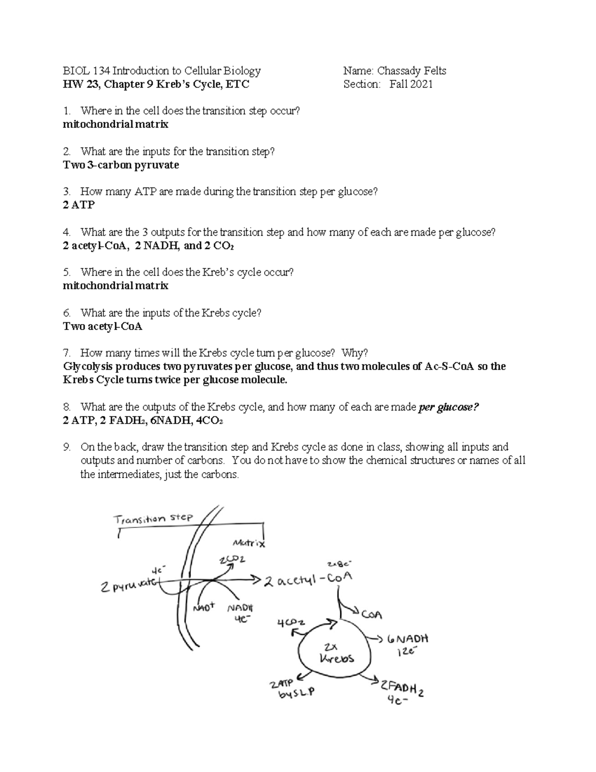HW23 chap9 Krebs%2C+ETC+f21 - BIOL 134 Introduction to Cellular Biology ...