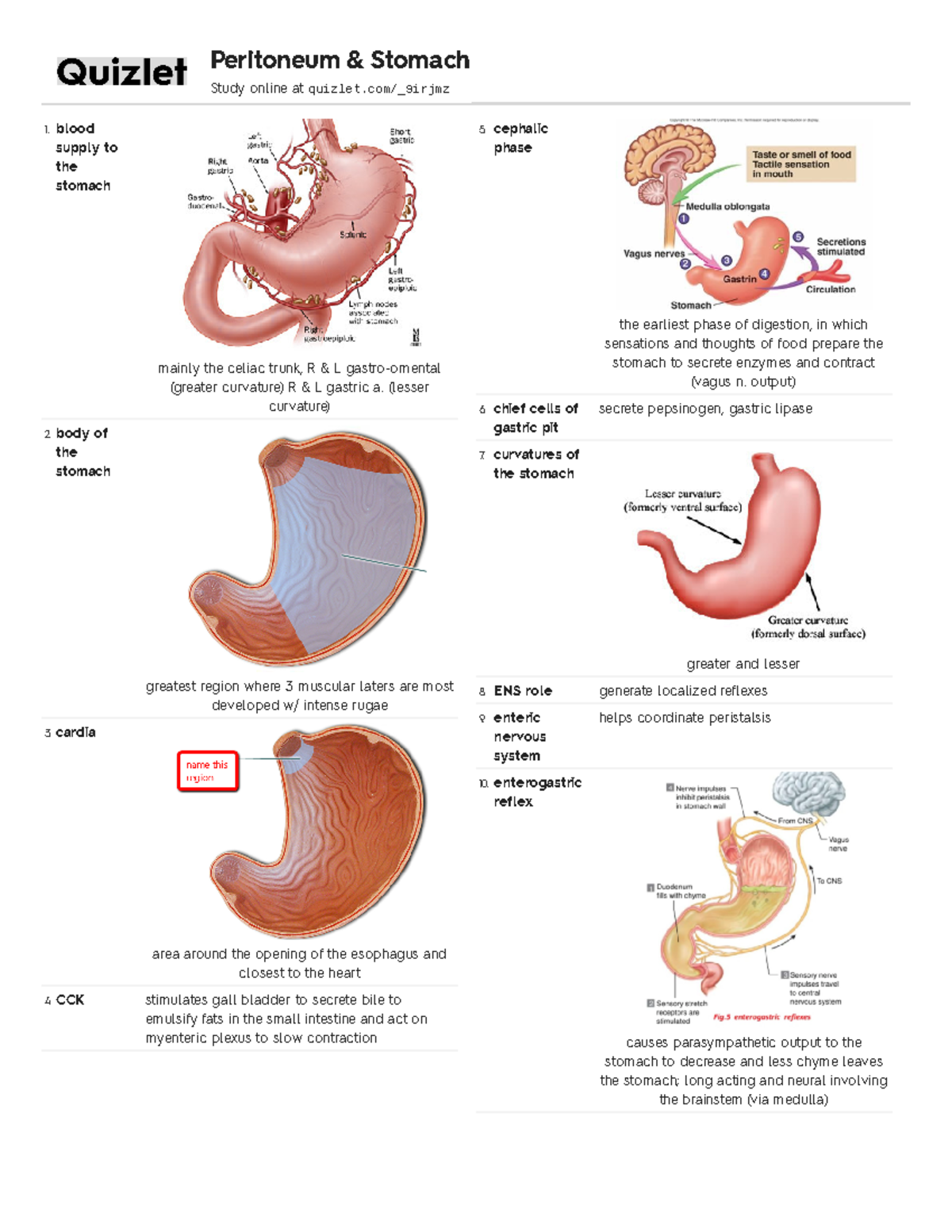 Peritoneum & Stomach in anatomy - 1 supply to the stomach mainly the ...