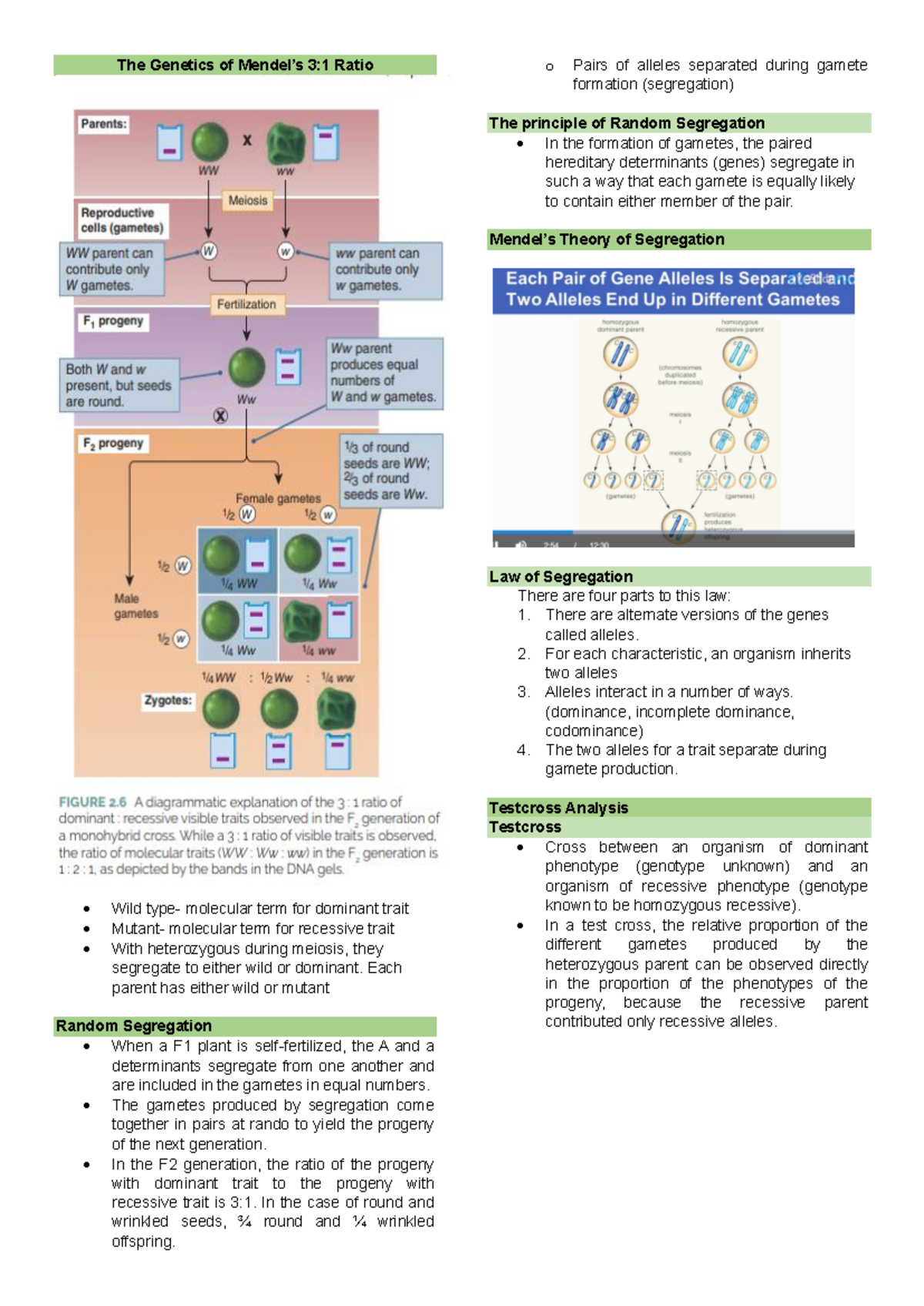 Genetics of mendel - The Genetics of Mendel’s 3:1 Ratio Wild type- molecular term for dominant ...