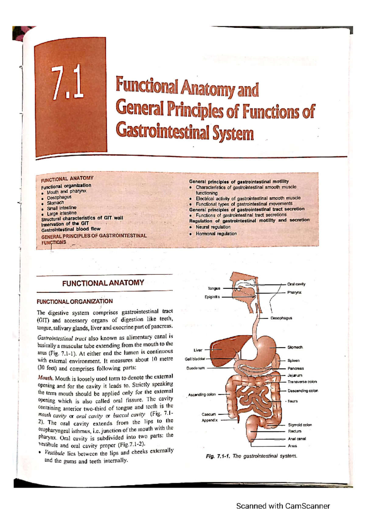 Functional anatomy and general principles of functions of G.I system ...