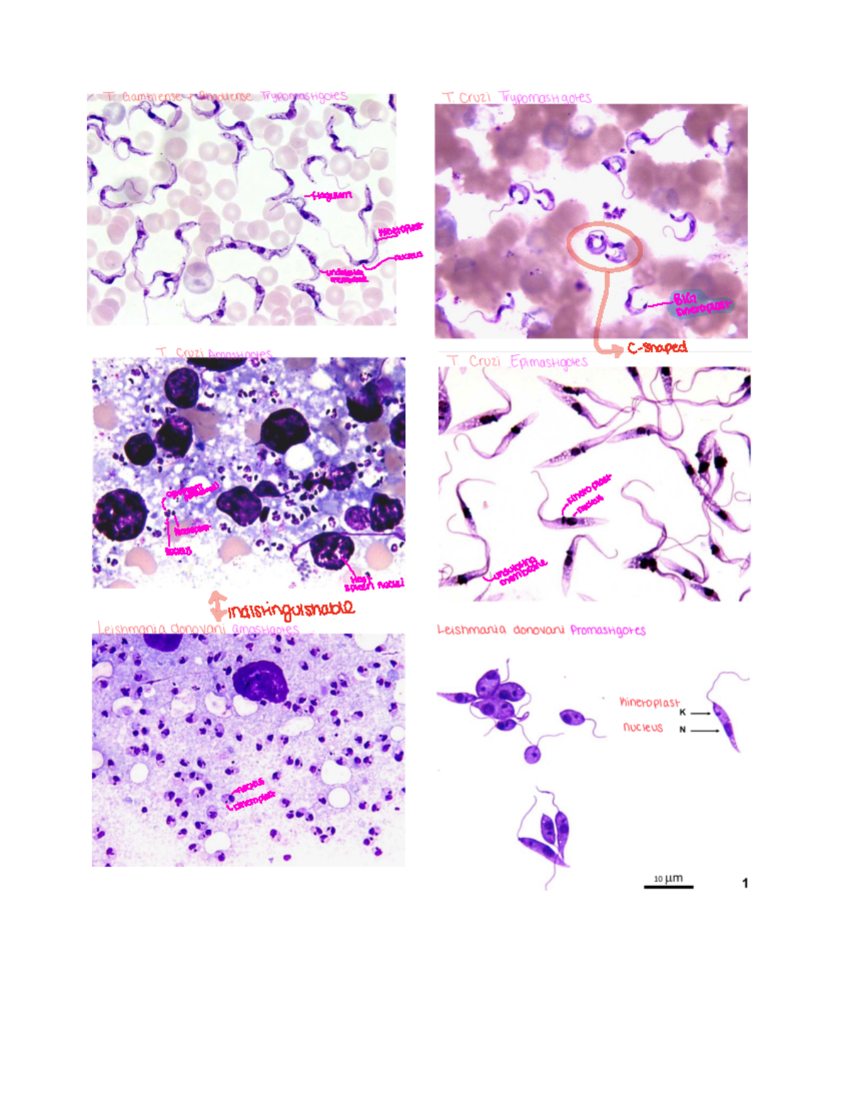 Parasitology final lab exam pictures - WT Gamtsense enediense ...