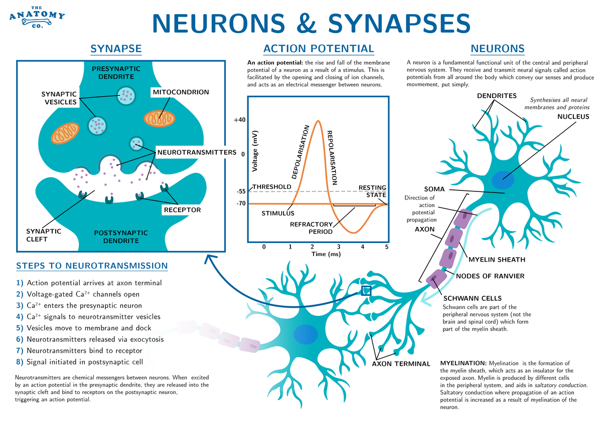 Neuronsa and Synapses Poster - BIO 113 - Studocu