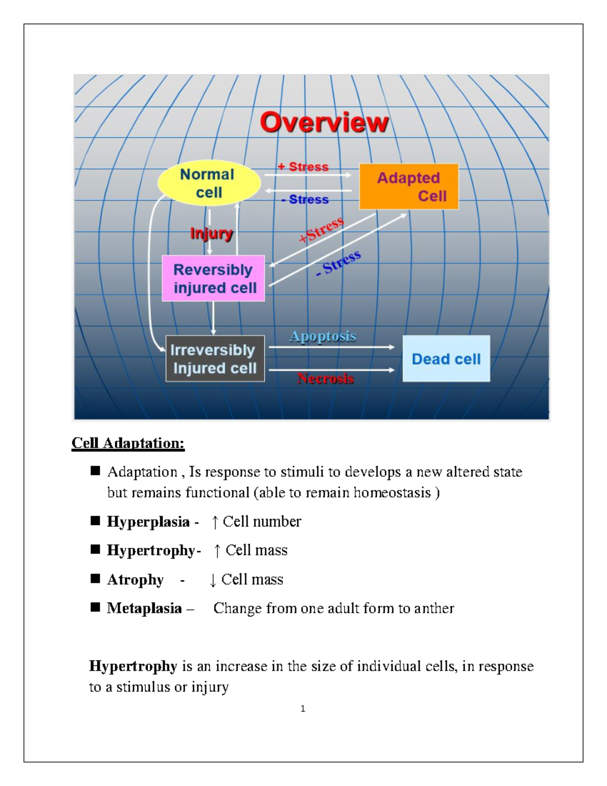 Cell Adaptation et Cell Injury - Cell Adaptation: Adaptation , Is ...
