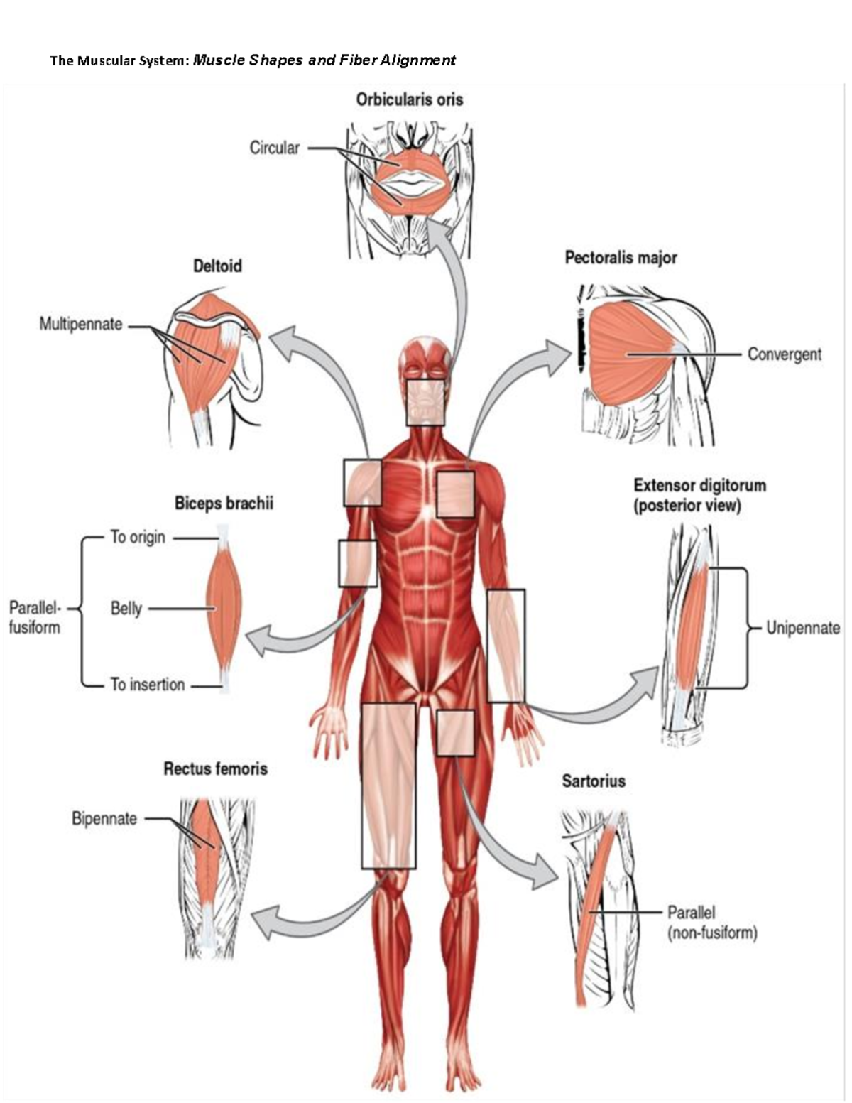 A&P FInal Lab Practical - AAS 428.01 - The Muscular System: Muscle ...