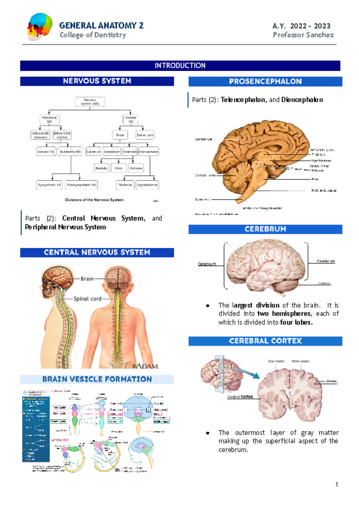 Gen Anatomy 2 (Lec) - Akakss - College of Dentistry Professor Sanchez ...