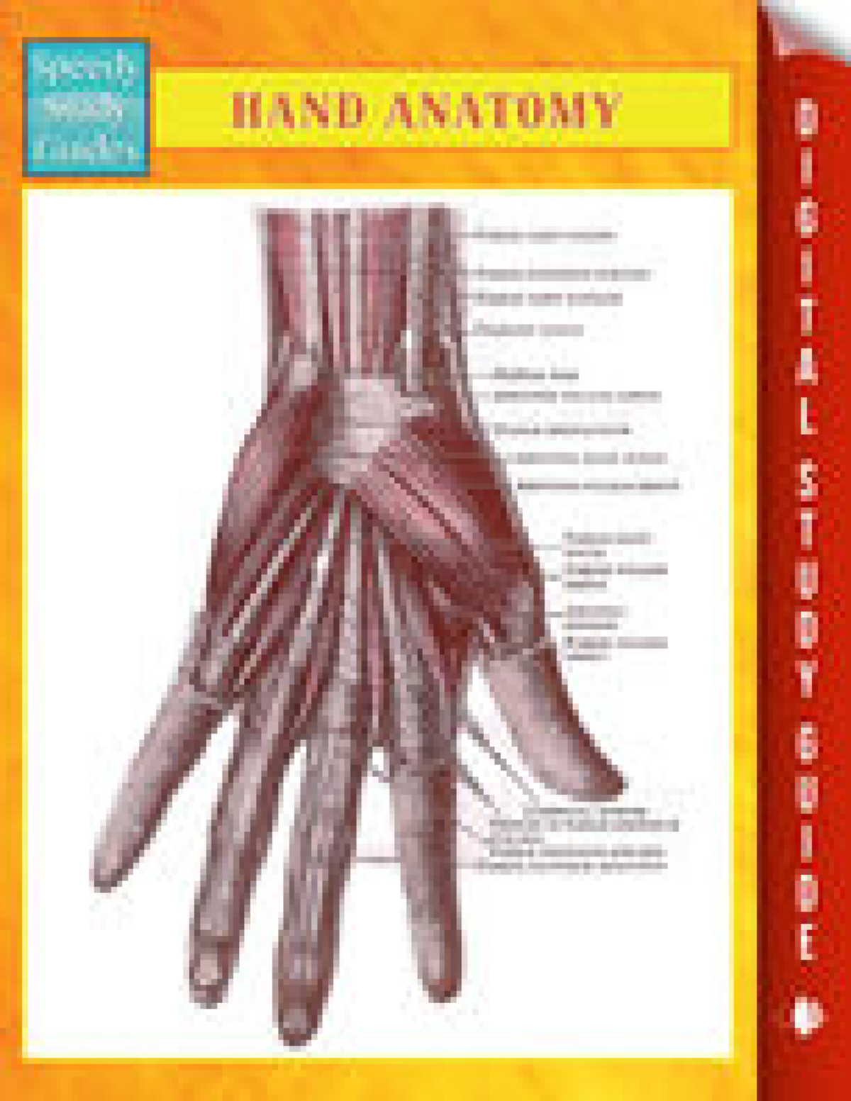 Hand Anatomy - Ayuda de anatomía - HAND ANATOMY HAND ANATOMY Speedy ...