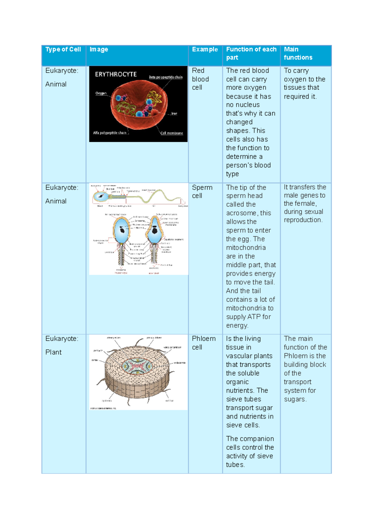 Type of Cell - Type of Cell - Type of Cell Image Example Function of ...