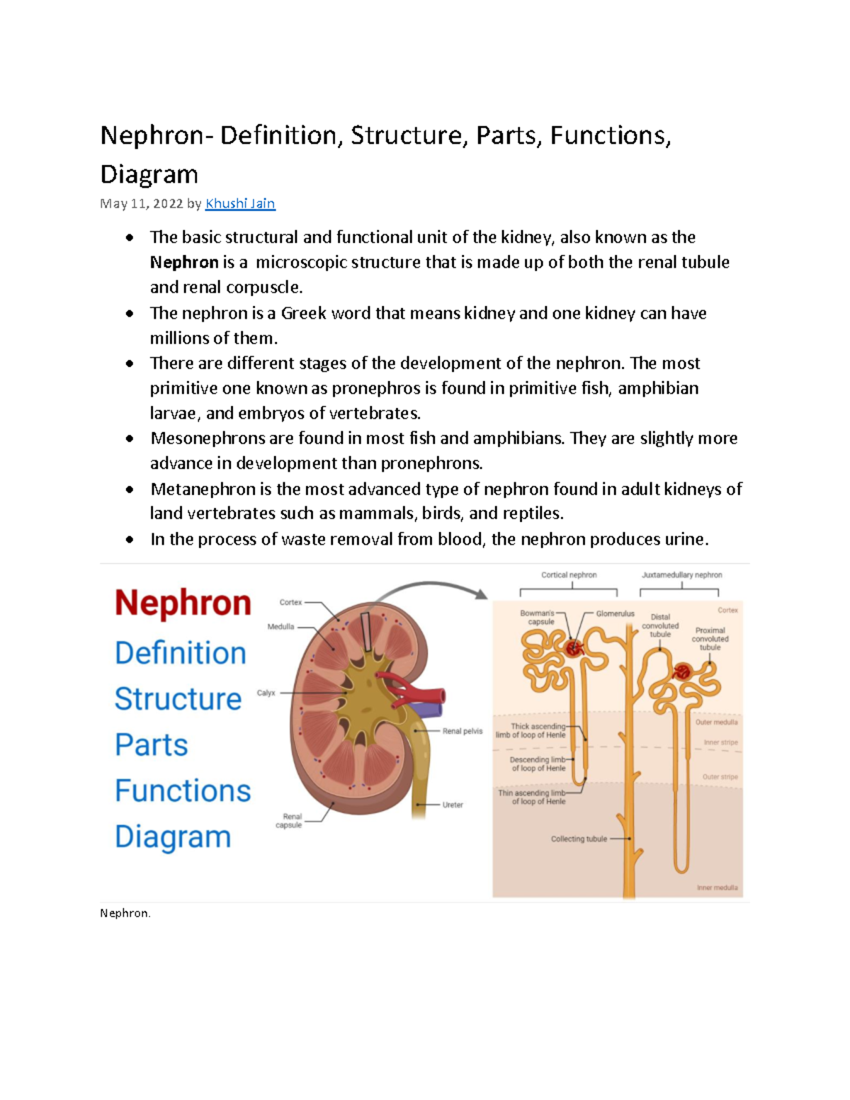 Nephron Parts And Functions