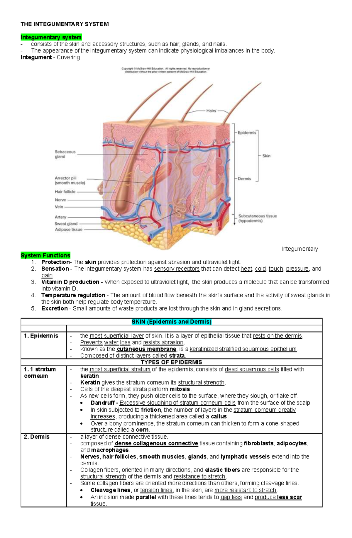 THE Integumentary System - THE INTEGUMENTARY SYSTEM Integumentary ...