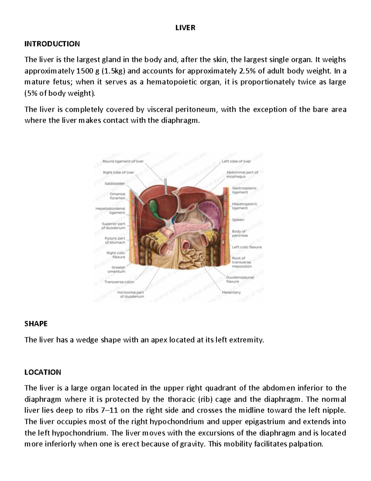Liver - LIVER INTRODUCTION The liver is the largest gland in the body ...