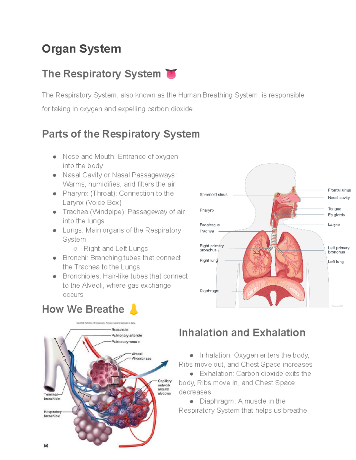 Organ System - Organ System The Respiratory System 👅 The Respiratory ...