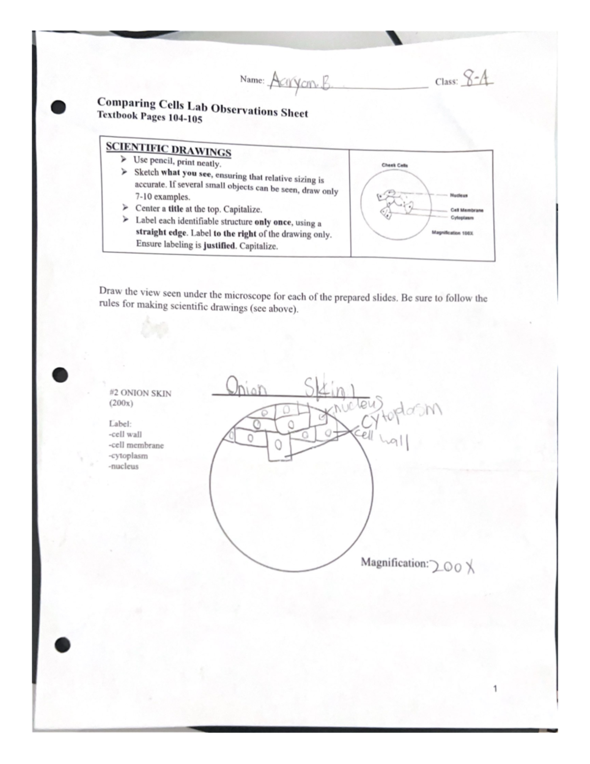 Comparing Cells Lab Observations Sheet - Cheek Cells Sketch what you ...