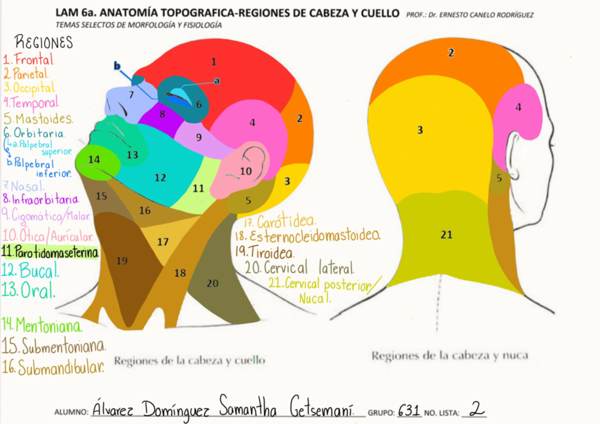 Anatomia Topográfica - LAM 6a. ANATOMÍA DE CABEZA Y CUELLO PROF.: Dr. ERNESTO CANELO RODRÍGUEZ ...