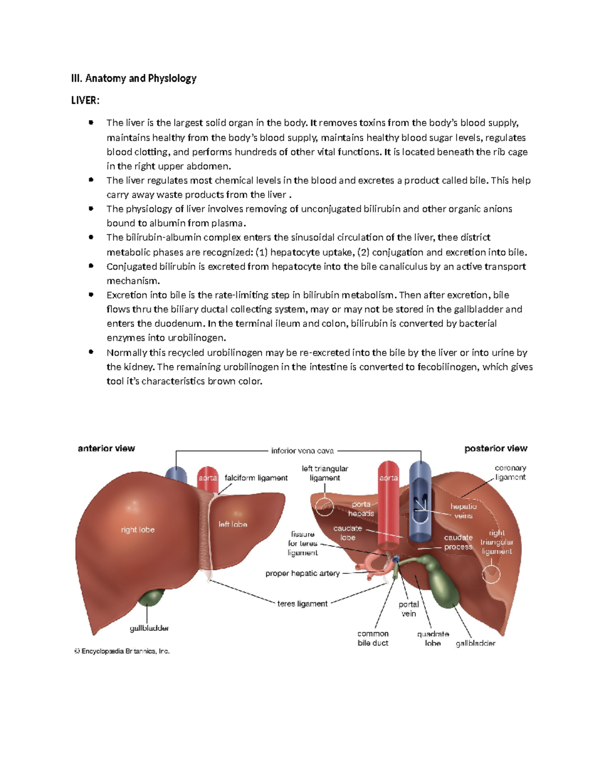 Anatomy AND Physiology OF Liver - III. Anatomy and Physiology LIVER ...