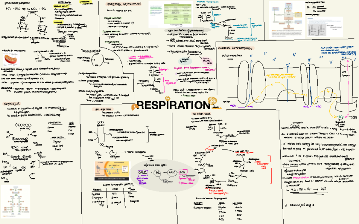 Chapter 18 Revision Mindmap - RESPIRATION general equation for ...