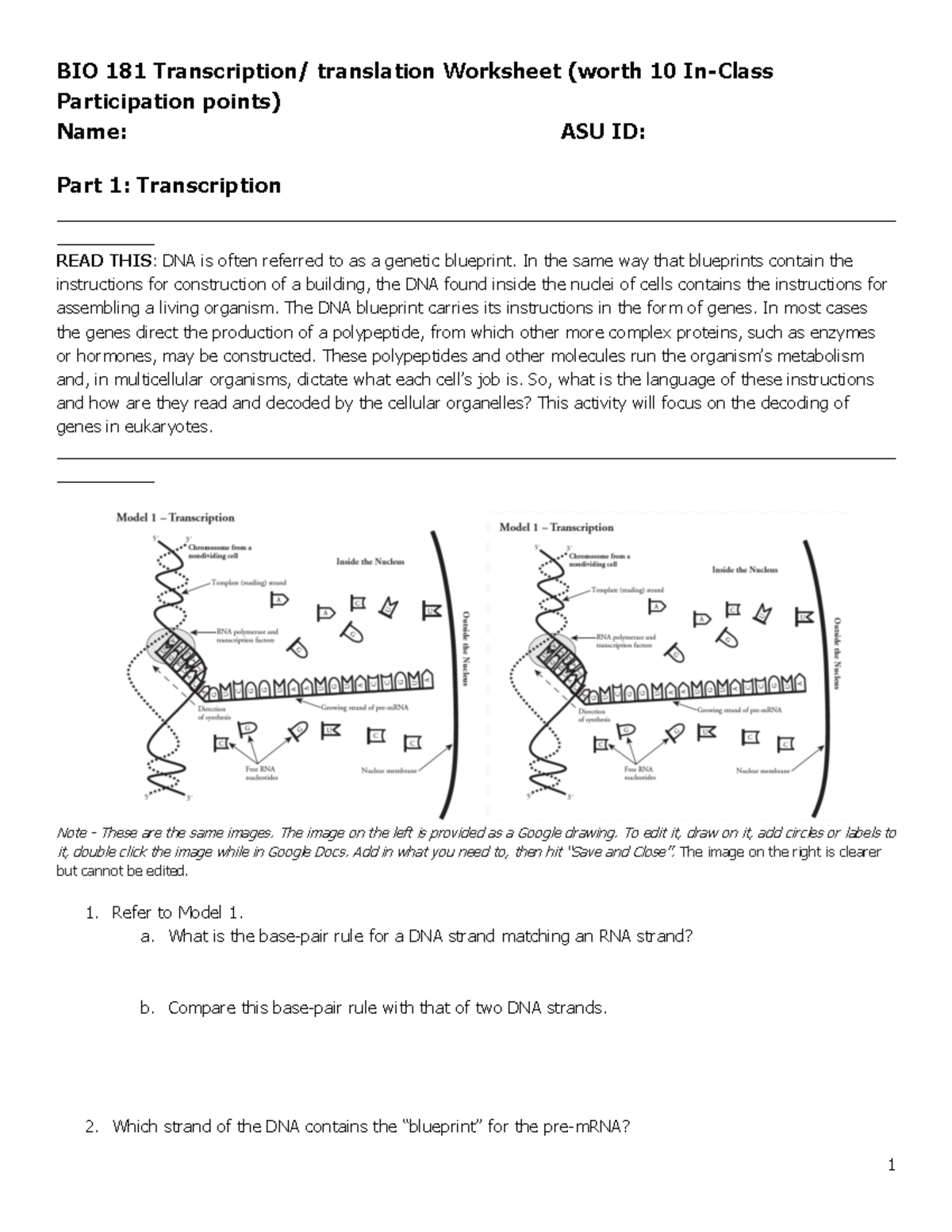 BIO 181 Transcription and translation Worksheet - In the same way that ...
